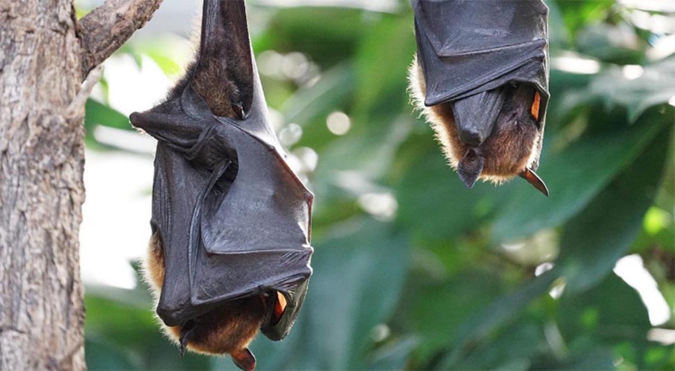 Šta sve ne bismo imali da nije slijepih miševa, možda ni tekilu
