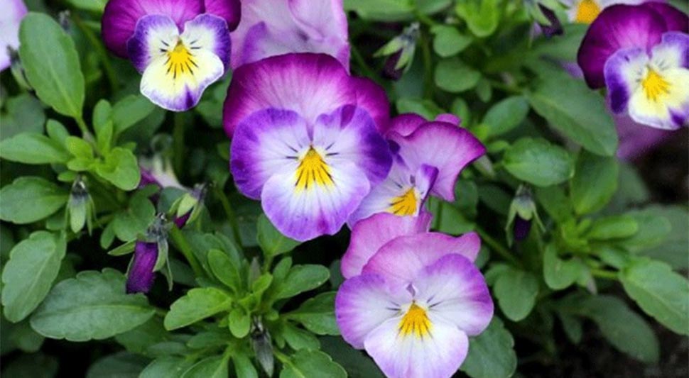 Biljka "dan i noć" idealna za jesen i zimu