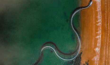 Nevjerovatna simbolika: Zmija dugačka 130 metara na francuskoj obali