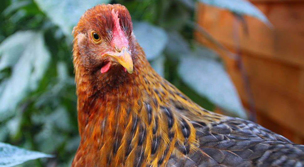 Ponovo potvrđen ptičji grip u Hrvatskoj