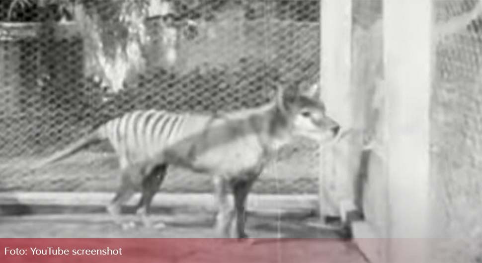 Ostaci posljednjeg tasmanijskog tigra pronađeni u ormaru nakon 85 godina