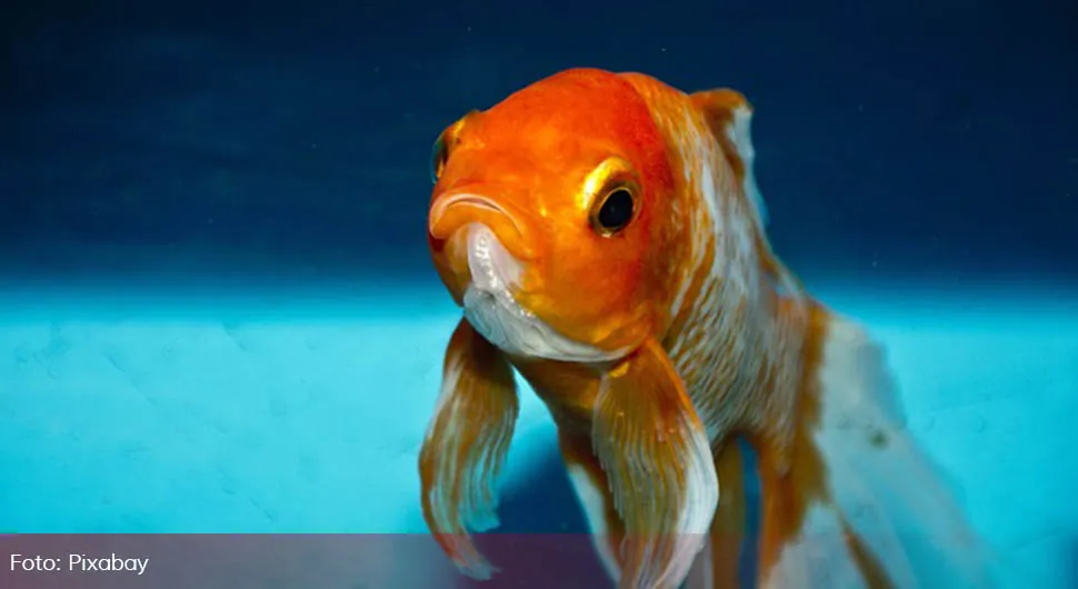 Znate li kako su nastale zlatne ribice?