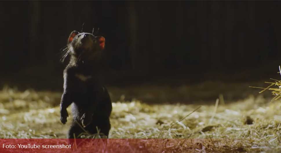 Ovi torbari možda izumiru zbog previše seksa: "Pare se do smrti ...