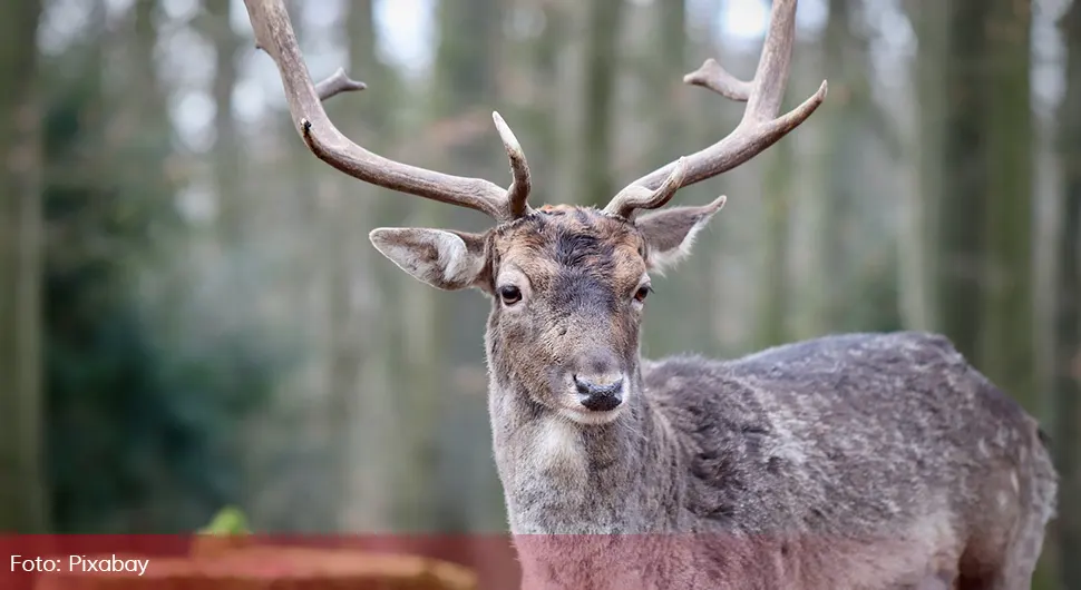 Radoznali jelen u prodavnici slatkiša