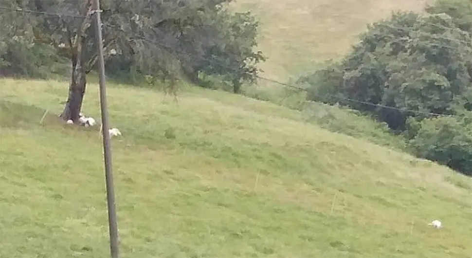 Grom ubio stado ovaca